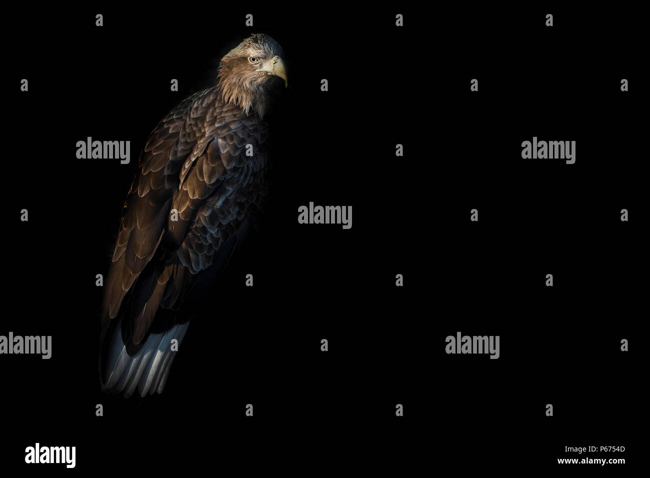 Big hawk hi-res stock photography and images - Alamy