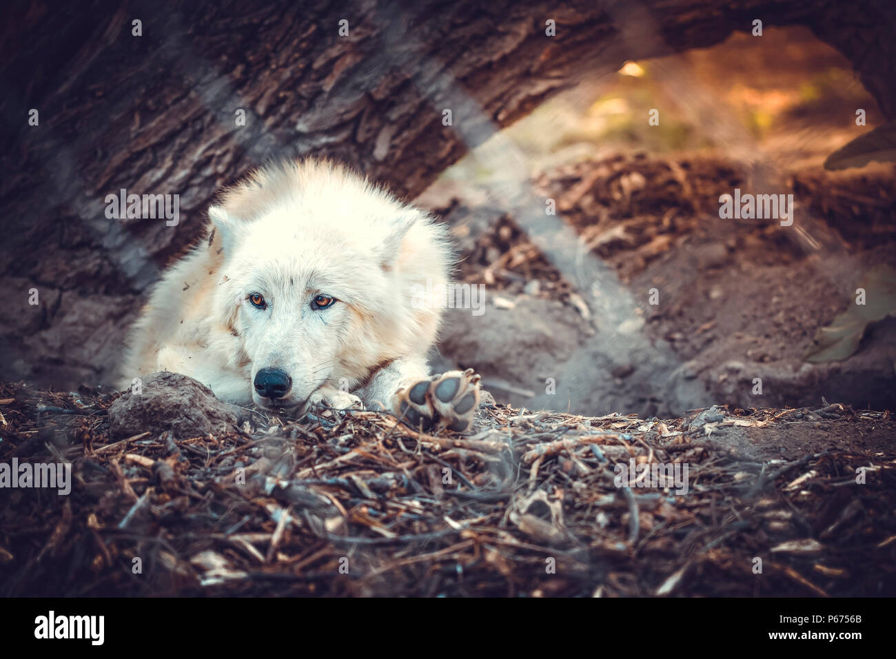 sad white wolf in the zoo looks away, toned background image with space ...