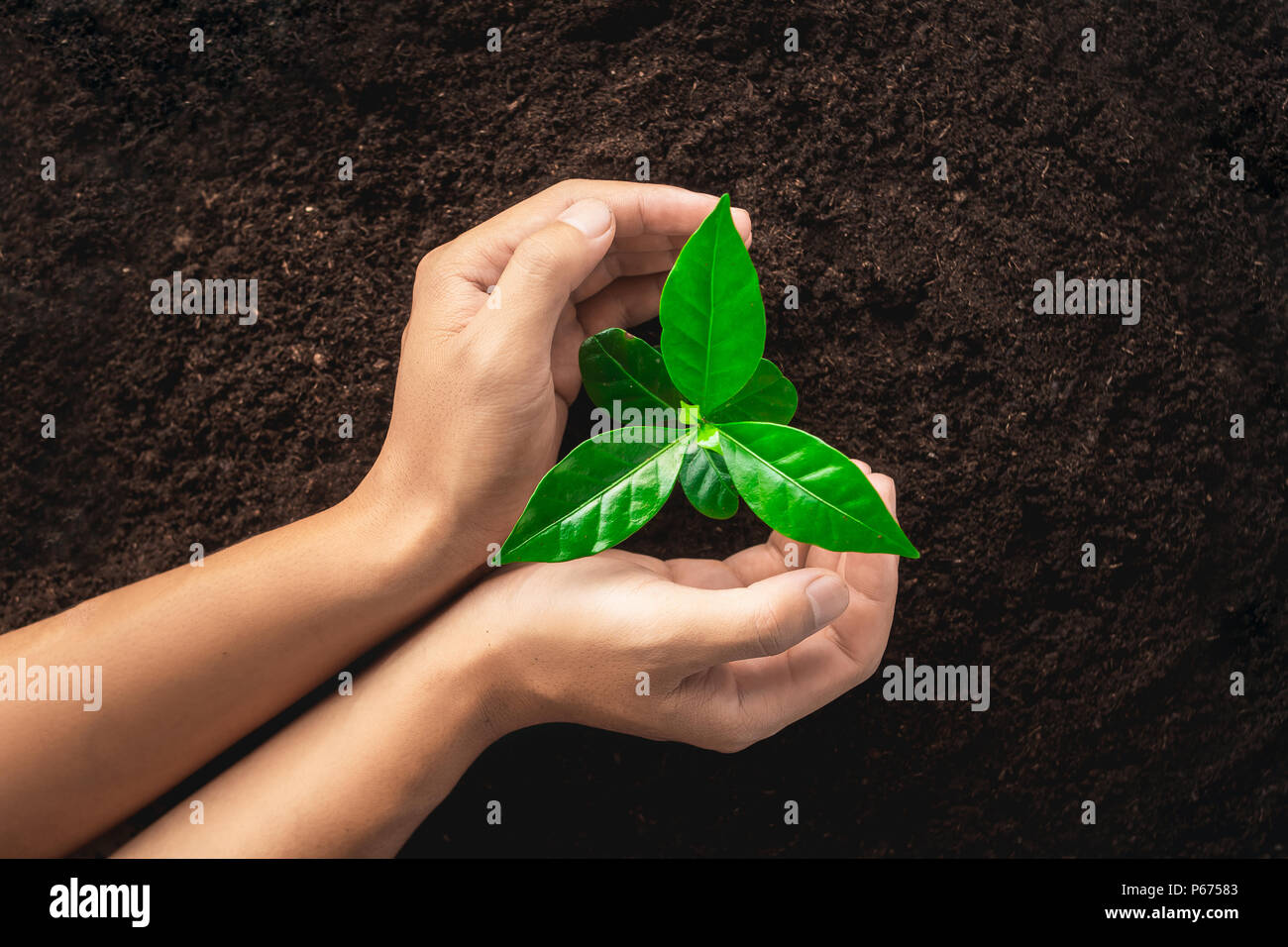 Tree Planting,Human hand Protect the tree In good soil,Green leaf ...