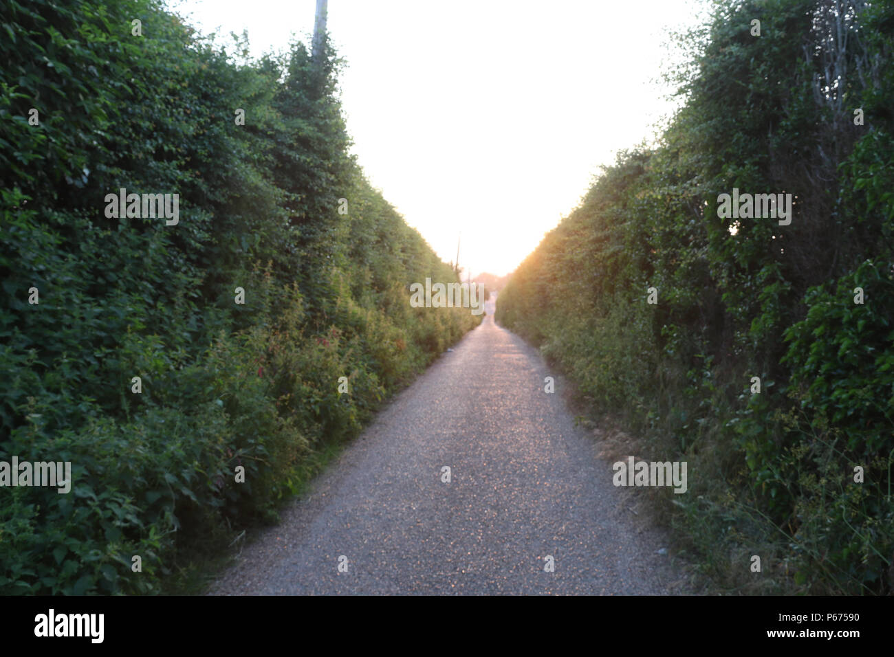 Pilgrim’s way to canterbury hi-res stock photography and images - Alamy