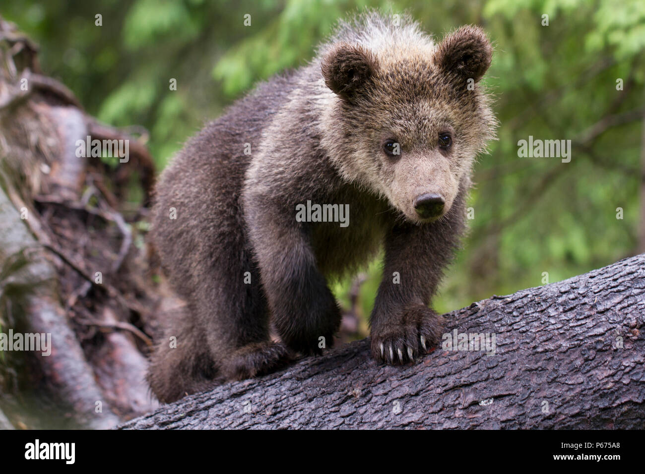 Bear root plant hi-res stock photography and images - Alamy