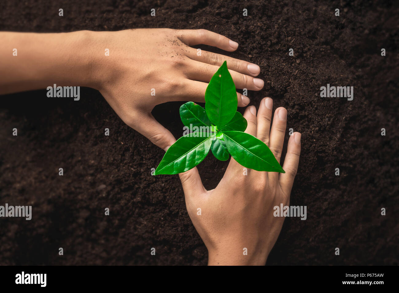 Tree Planting,Human hand Protect the tree In good soil,Green leaf ...