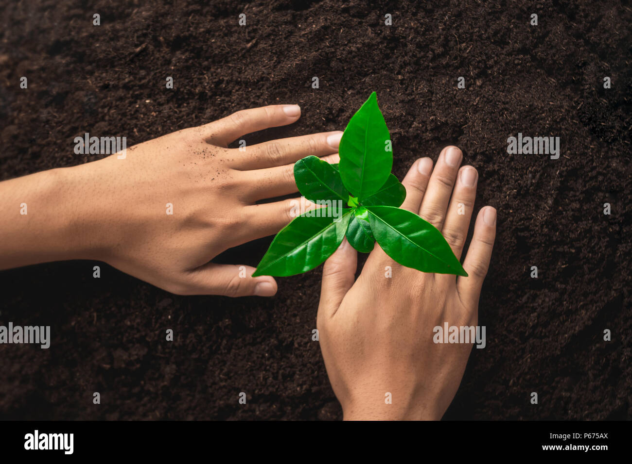 Tree Planting,Human hand Protect the tree In good soil,Green leaf ...