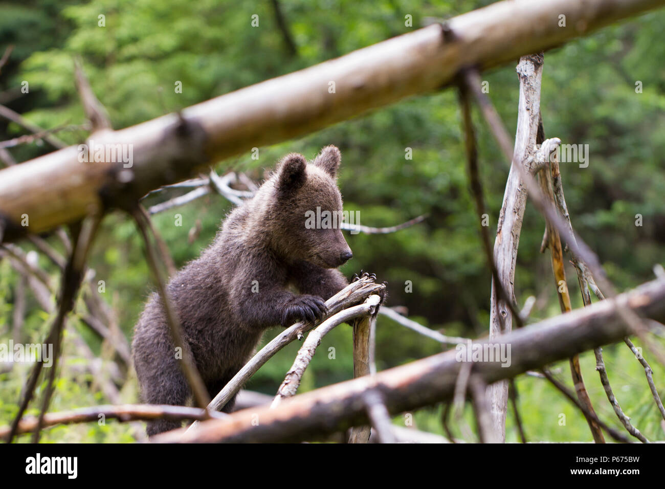 brown baby bear cub in thick forest with green clear background looking ...