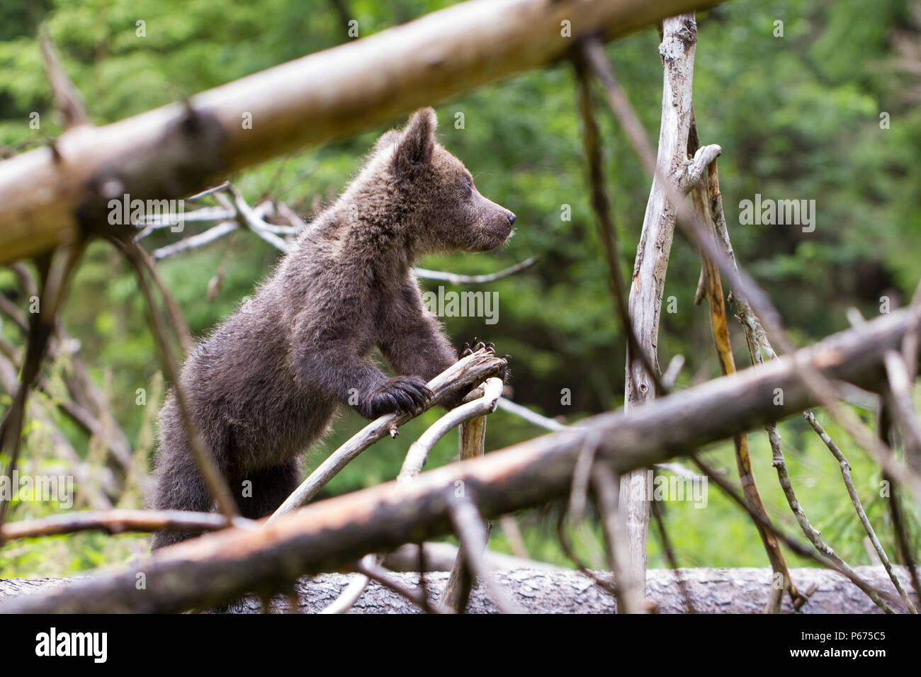 baby bear cub in thick green forest looking up from tree to the sky ...