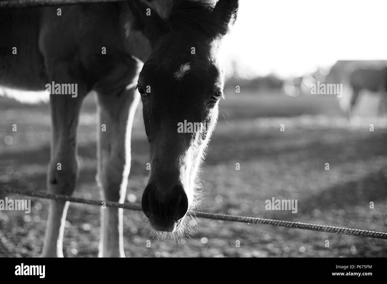 Horse silhouette against sunset Black and White Stock Photos & Images ...