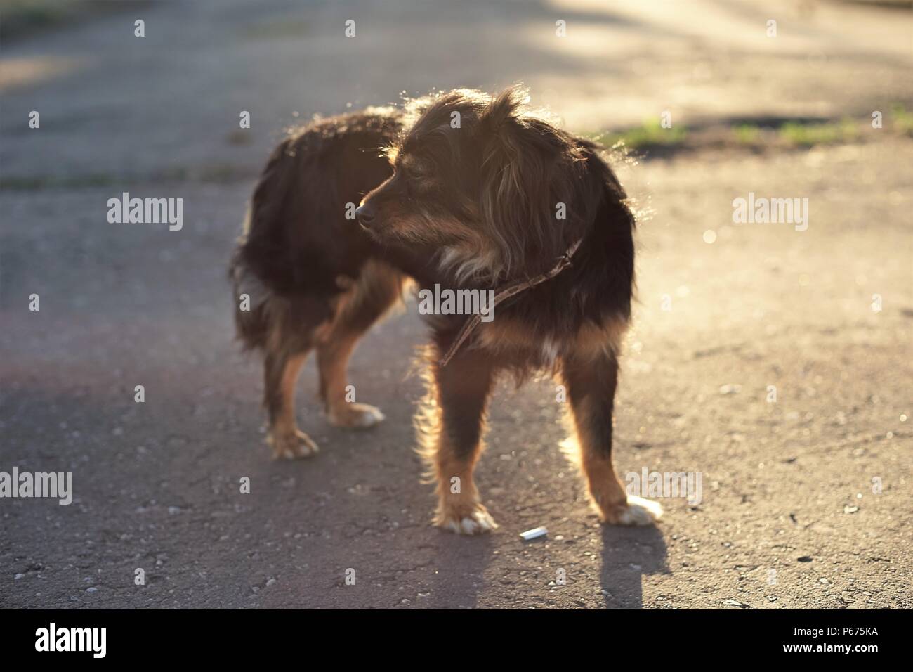 Dog sad face stands hi-res stock photography and images - Alamy