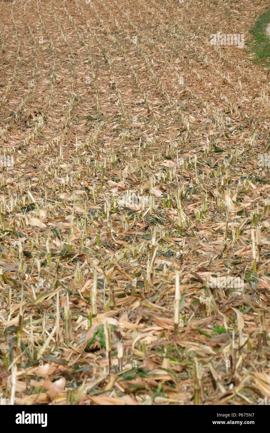 Corn field at autumn Stock Photo - Alamy
