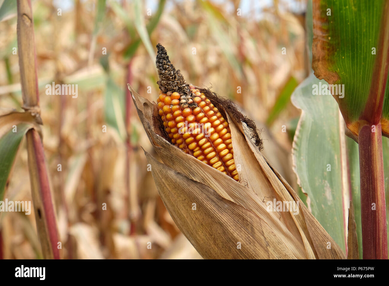 Corn field at autumn Stock Photo - Alamy