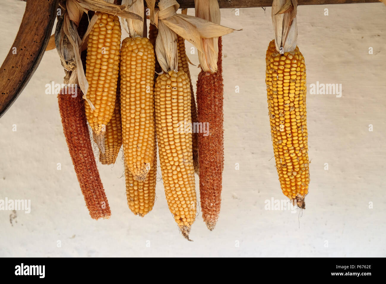 Dry corn stalk hi-res stock photography and images - Alamy