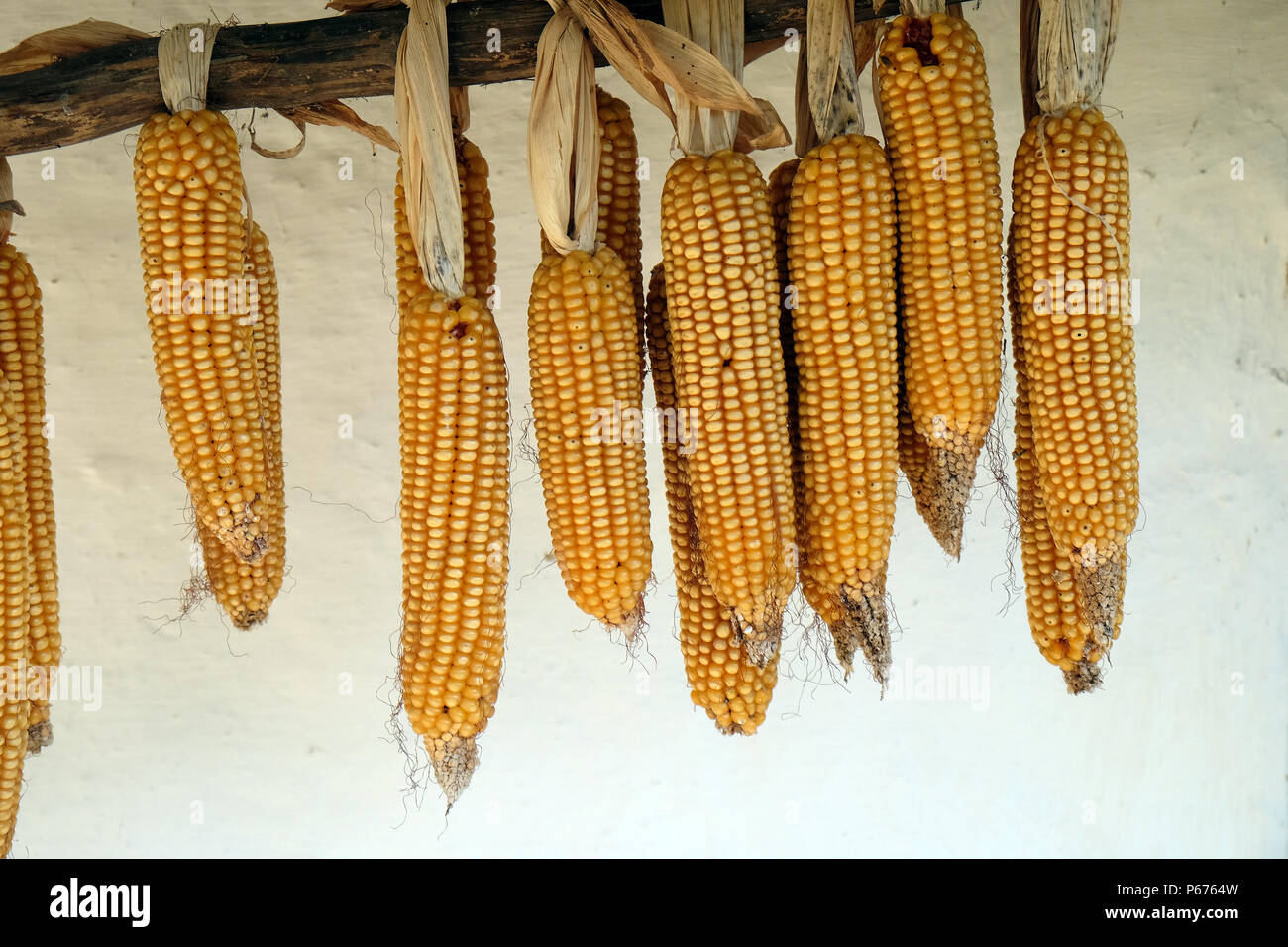 Dry corn stalk hi-res stock photography and images - Alamy