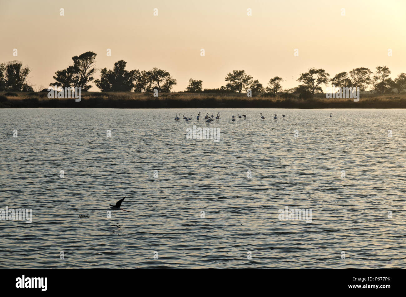 Salt evaporation ponds located in Ria Formosa natural reserve, a great ...