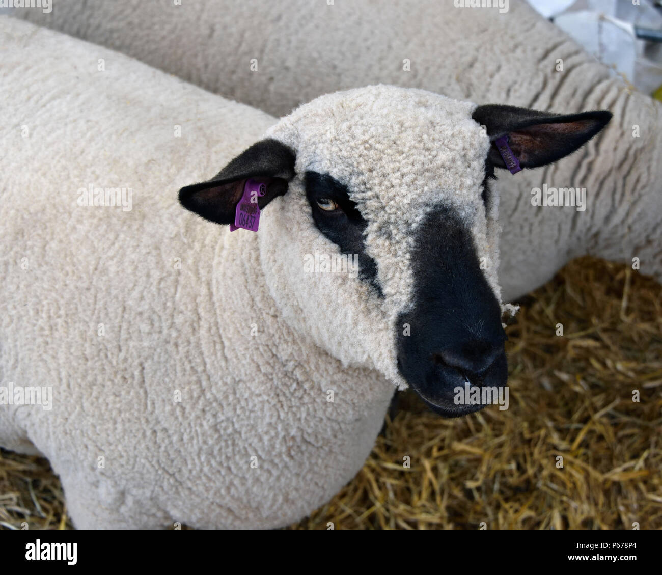 Hampshire Down sheep in pen. Royal Highland Show 2018, Ingliston ...