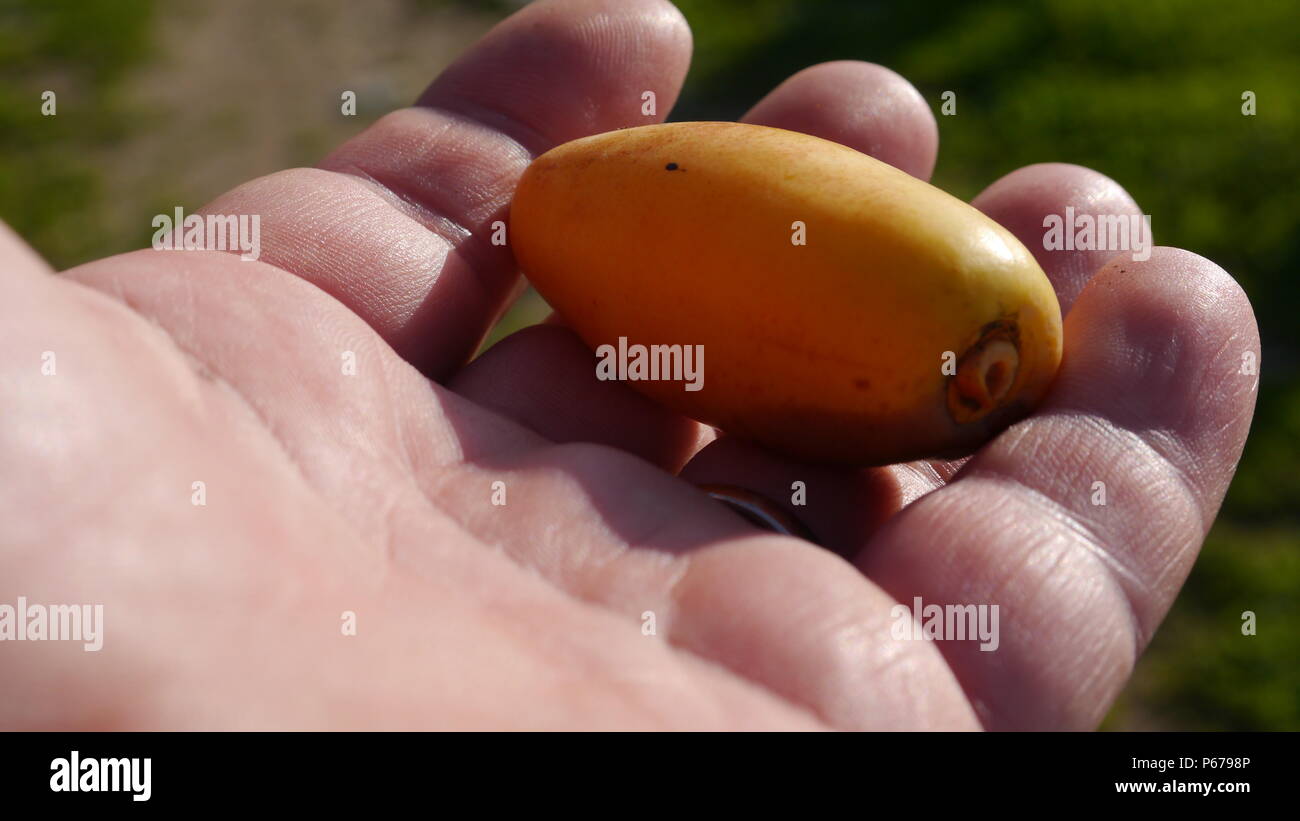 Fresh dates from a palm tree in Turkey Stock Photo - Alamy