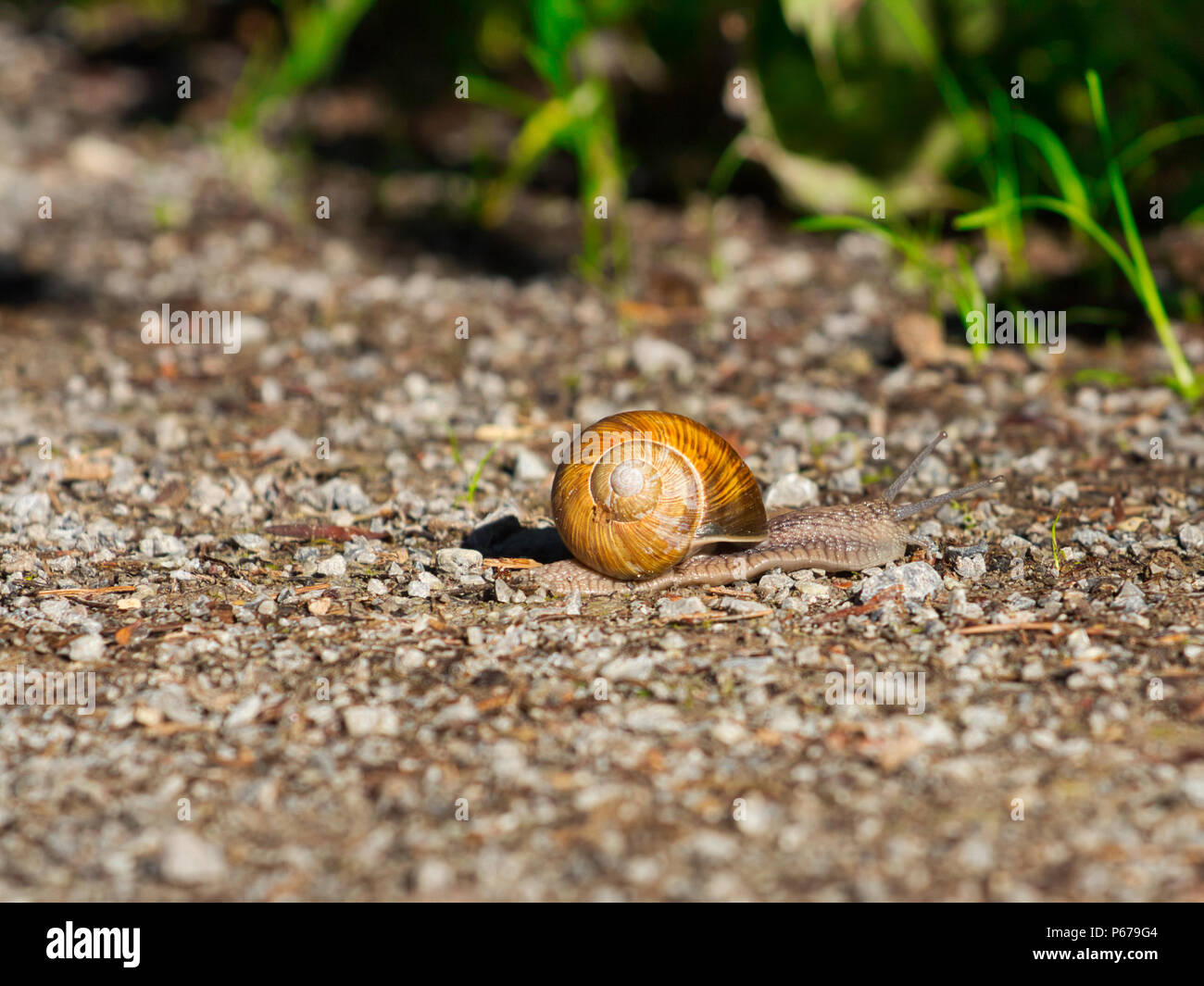 Snail trace hi-res stock photography and images - Alamy