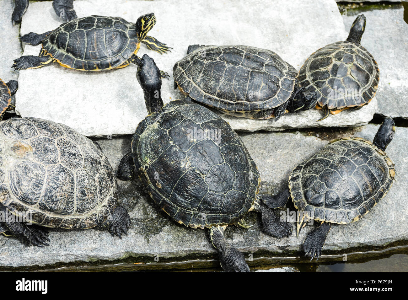 Yellow bellied slider turtles hi-res stock photography and images - Alamy