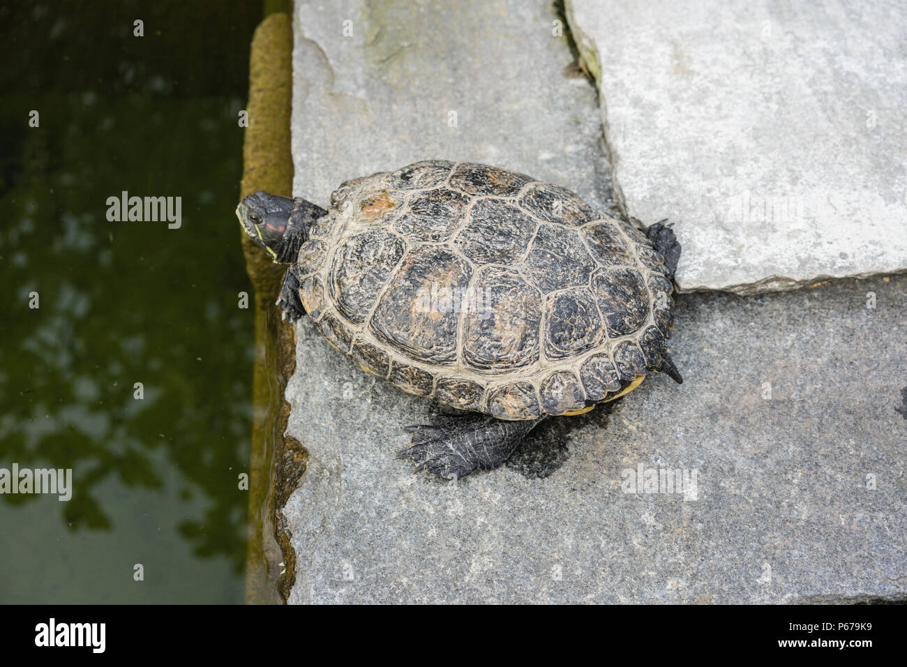 Yellow-bellied slider from florida in pond close up view Stock Photo ...
