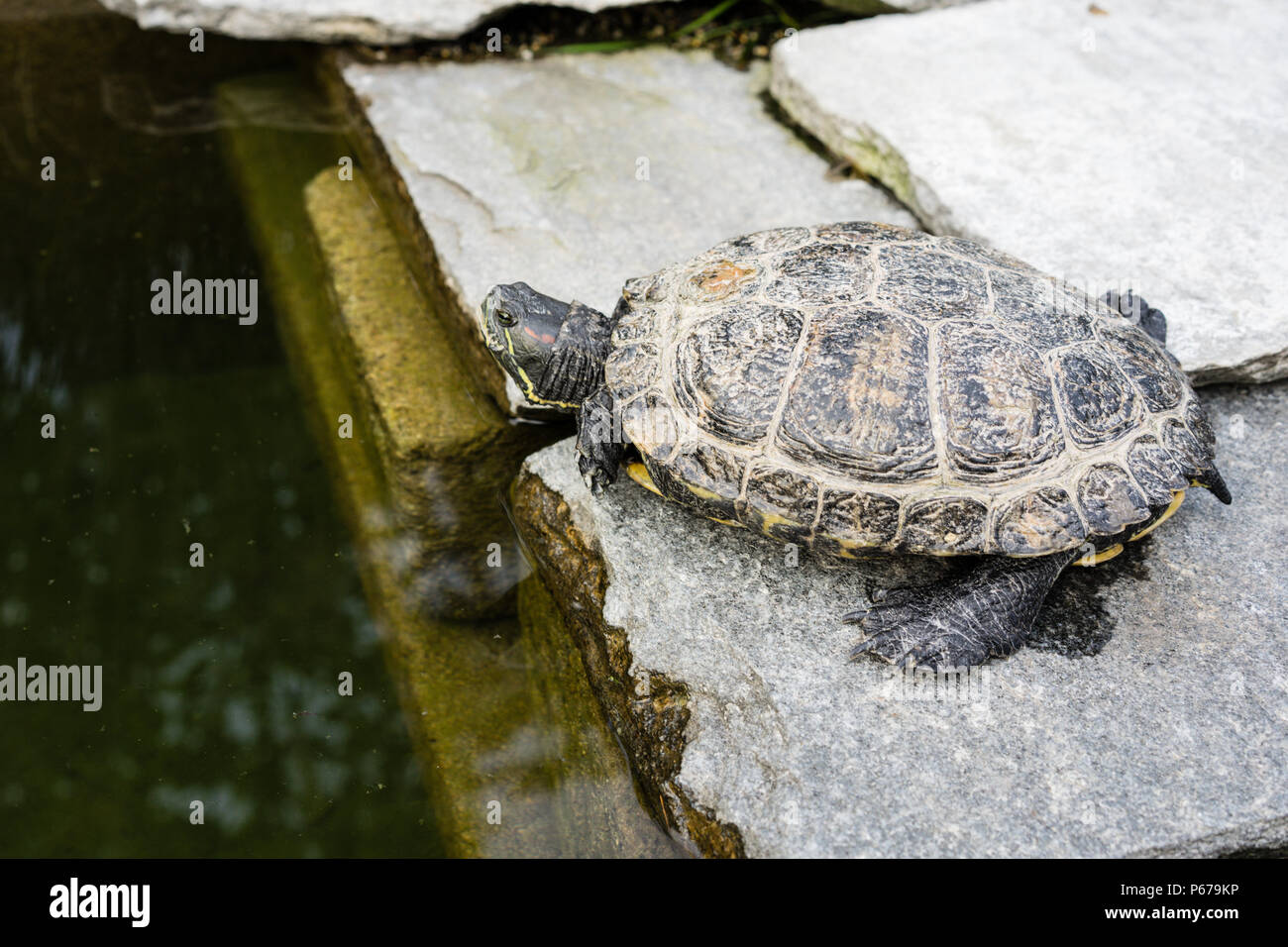 Yellow-bellied slider from florida in pond close up view Stock Photo ...