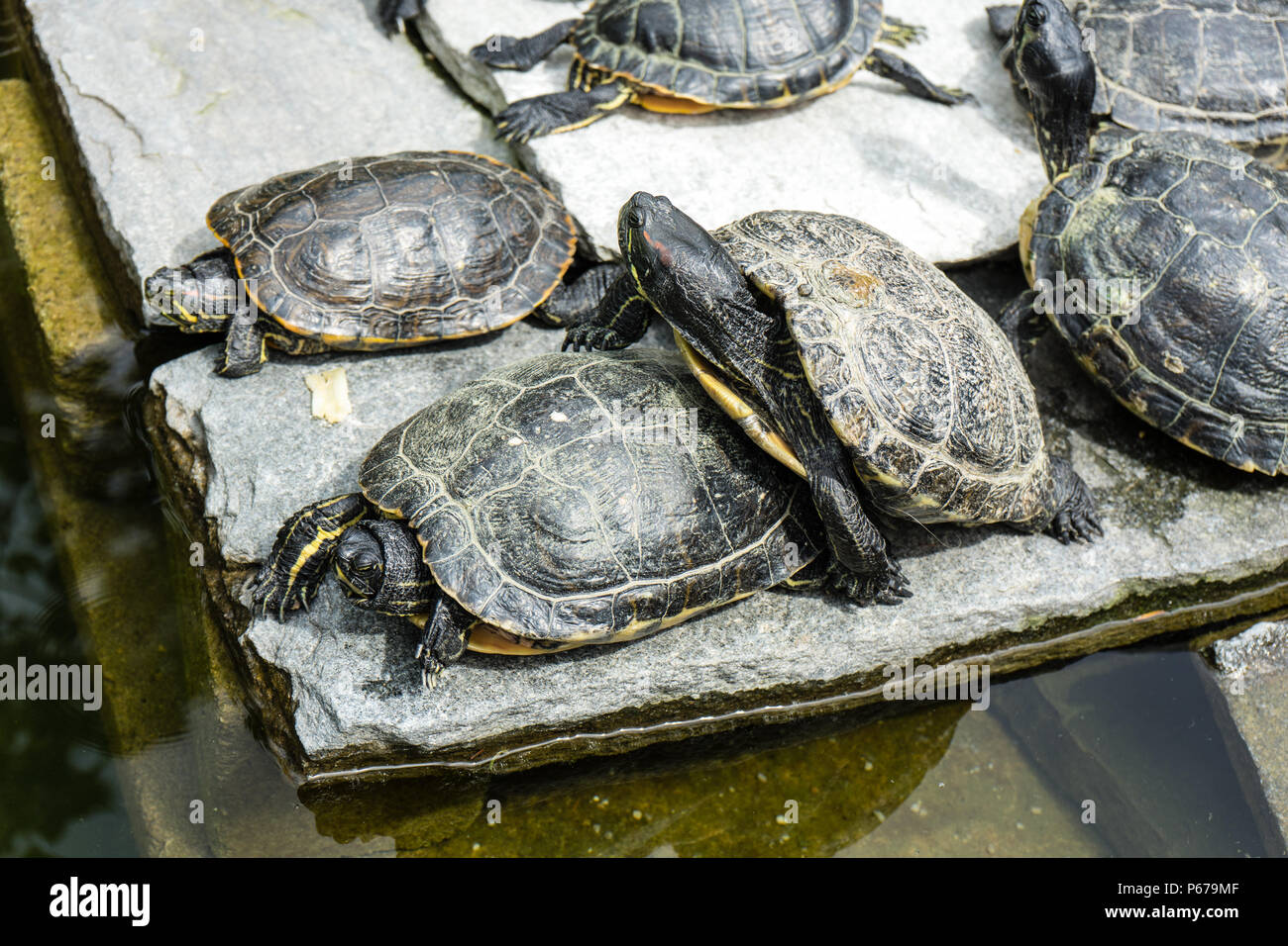 several Yellow-bellied slider near pond, Florida USA Stock Photo - Alamy