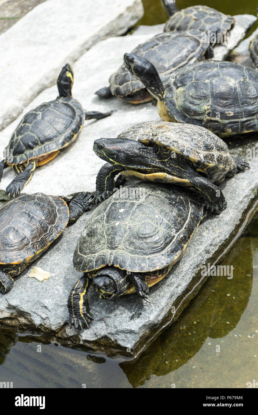 several Yellow-bellied slider near pond, Florida USA Stock Photo - Alamy