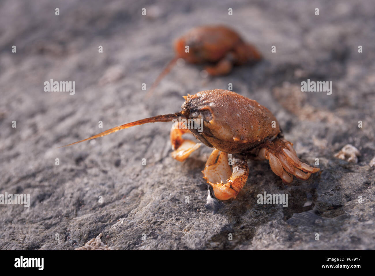 Masked crab hi-res stock photography and images - Alamy