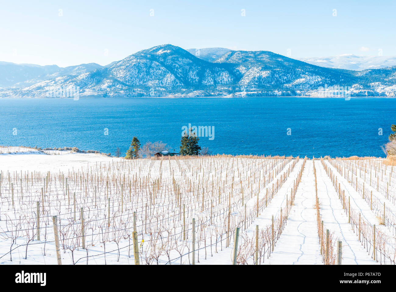 Snow covered vineyard, Naramata Bench, British Columbia, Canada Stock ...