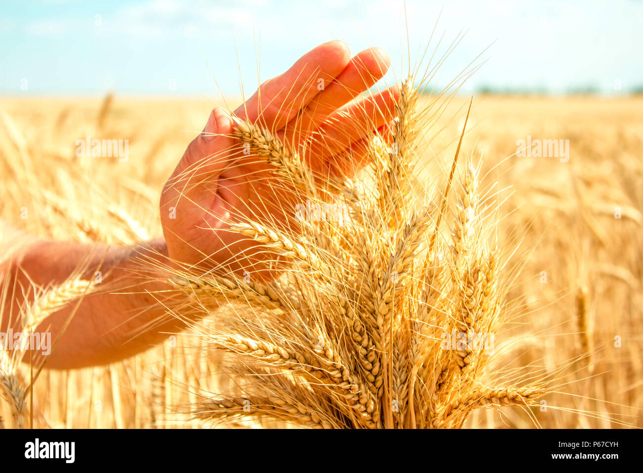 bunch of wheat in hands Stock Photo - Alamy