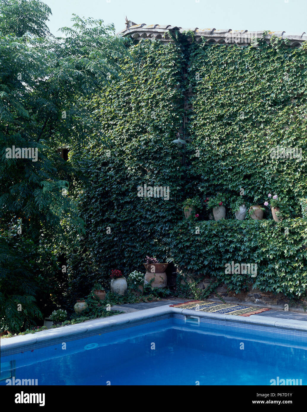 View of creepers growing beside a swimming pool Stock Photo - Alamy