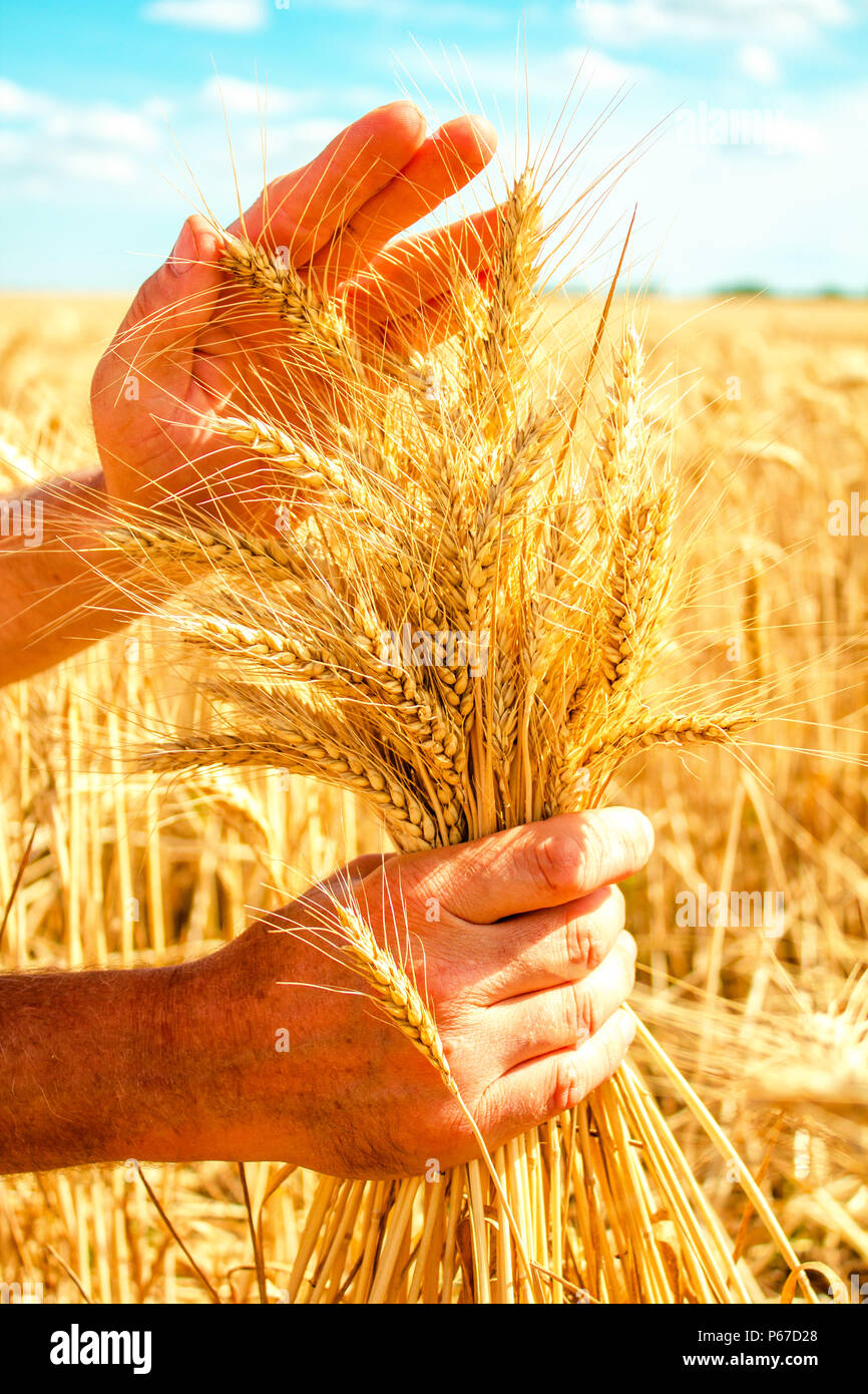 Hand holding bunch of wheat hi-res stock photography and images - Alamy