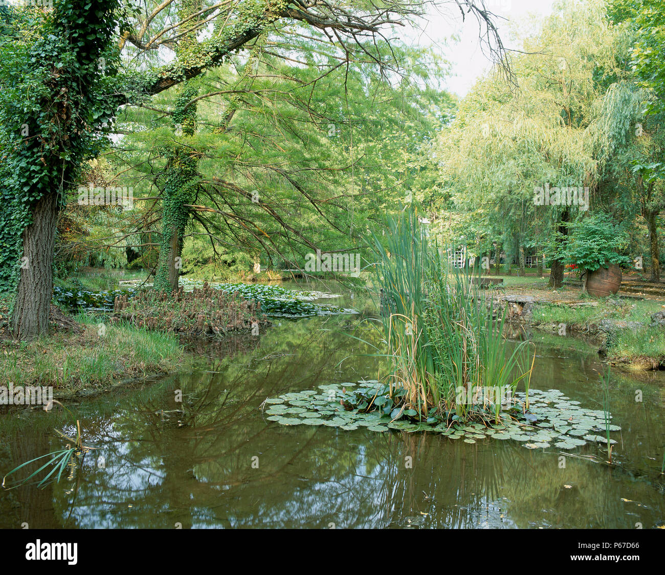 Plants alongside green leaves hi-res stock photography and images - Alamy