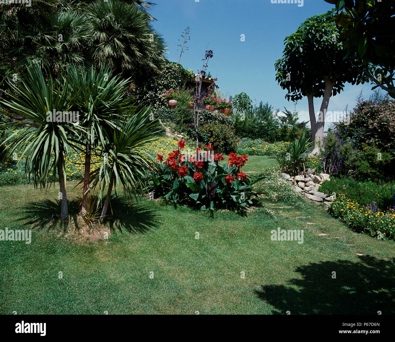 Transpiration tree hi-res stock photography and images - Alamy