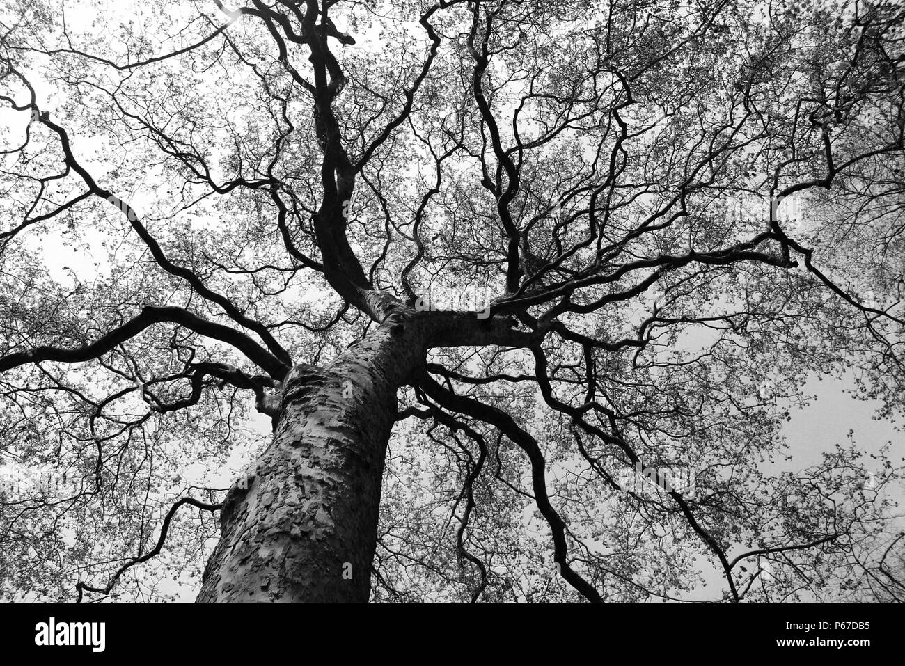 Monochrome tree with branches Stock Photo - Alamy