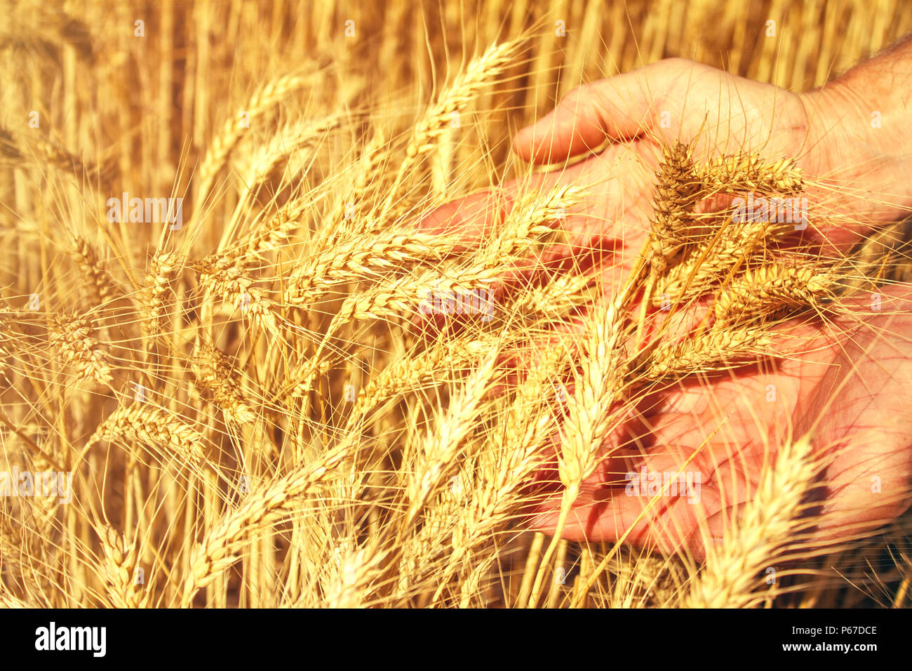 Man holding wheat hi-res stock photography and images - Alamy