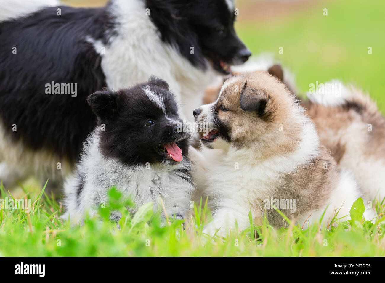 cute Elo puppies playing on the meadow Stock Photo - Alamy