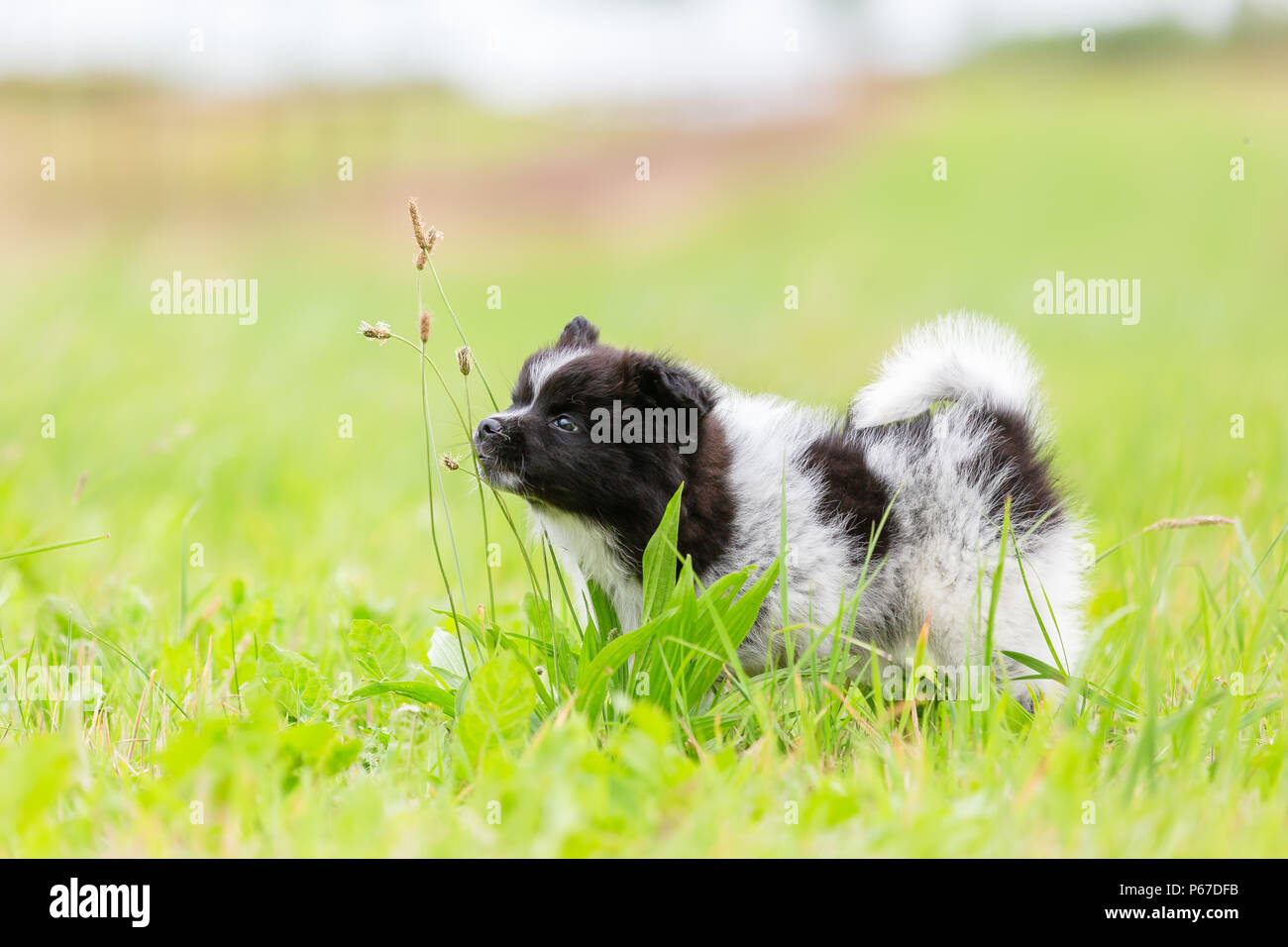 portrait picture of a cute Elo puppy on the meadow Stock Photo - Alamy