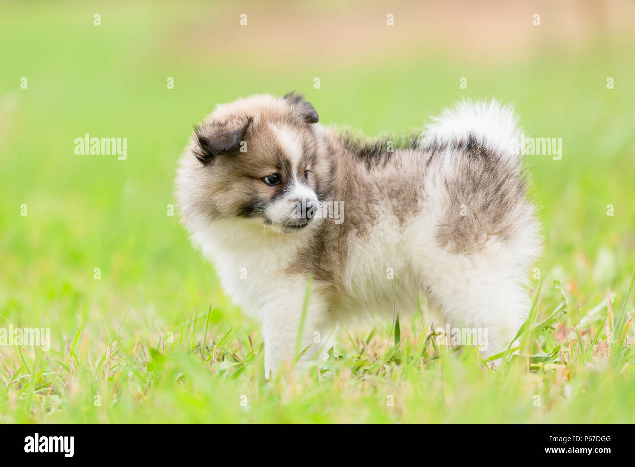 portrait picture of a cute Elo puppy on the meadow Stock Photo - Alamy
