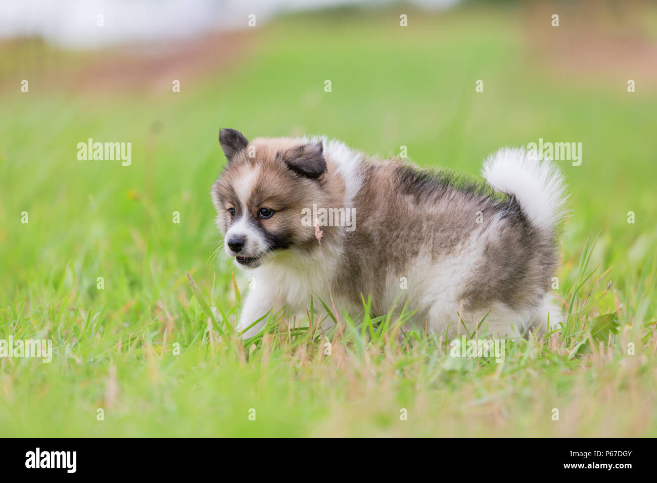 picture of a cute Elo puppy who walks on the meadow Stock Photo - Alamy