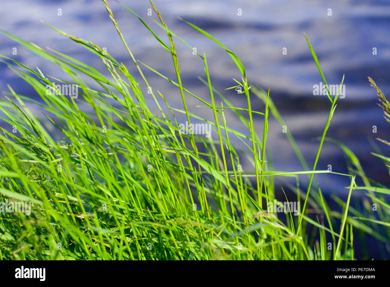 green grass on a beach Stock Photo - Alamy