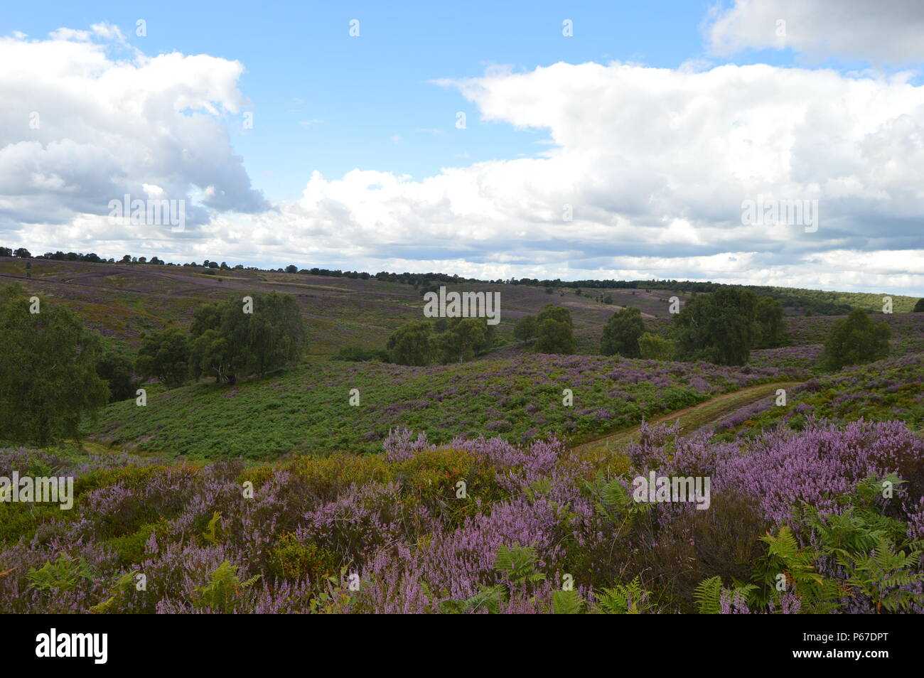 Purple HeathLand on Cannock Chase Staffordshire Stock Photo - Alamy