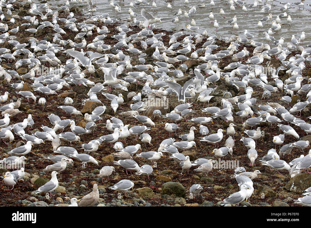 Shoreline birds hi-res stock photography and images - Alamy