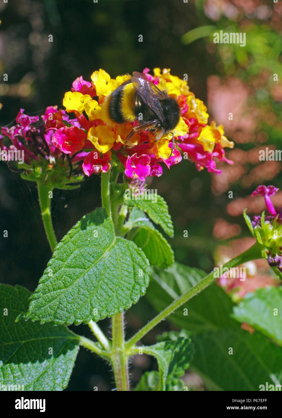 Hornet on the flower Stock Photo - Alamy