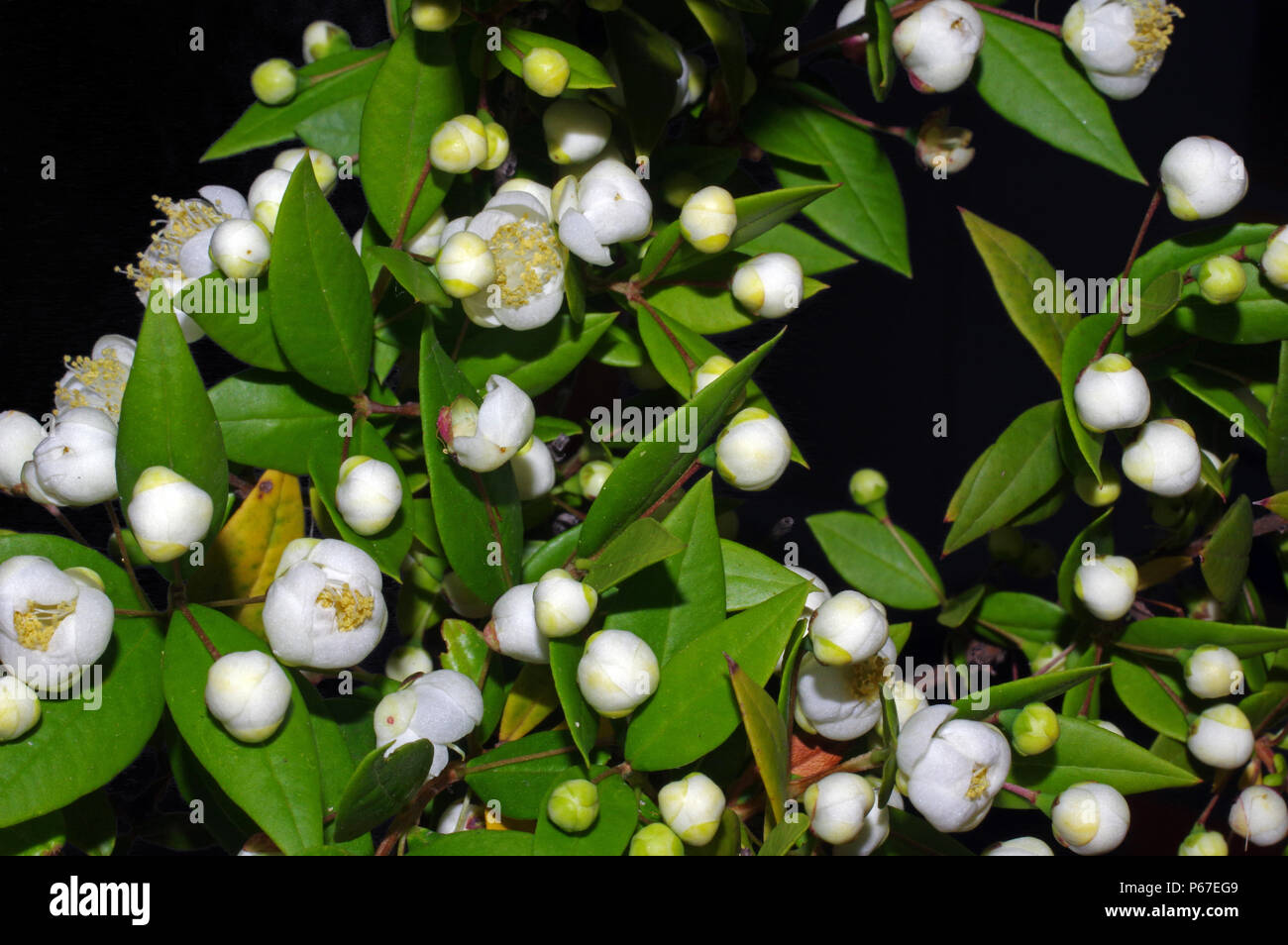 Myrtle (myrtus communis) flowering close-up in Sardinia countryiside ...