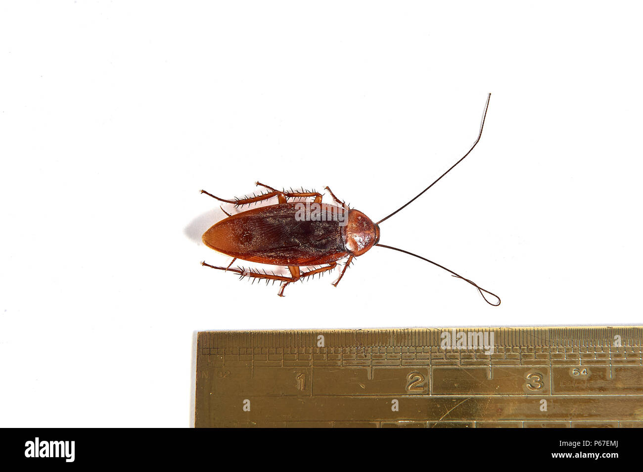 American cockroach ( Periplaneta americana) against a white background ...