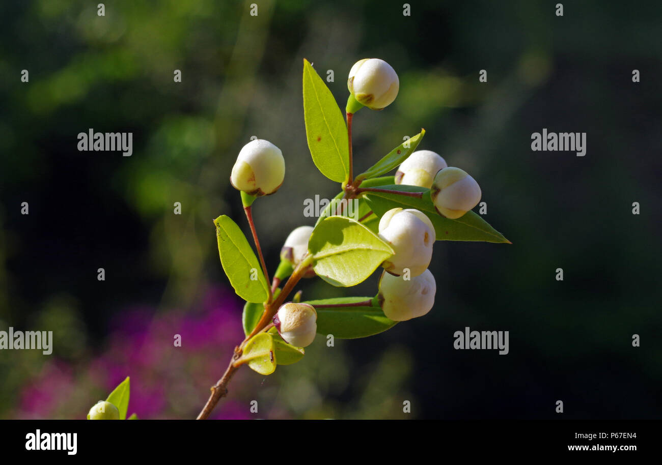 Myrtle (myrtus communis) flowering close-up in Sardinia countryiside ...