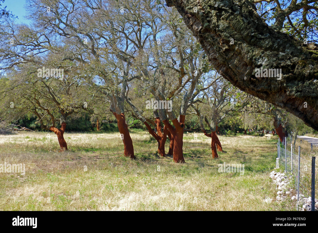 Cork oaks forest sardinia hi-res stock photography and images - Alamy