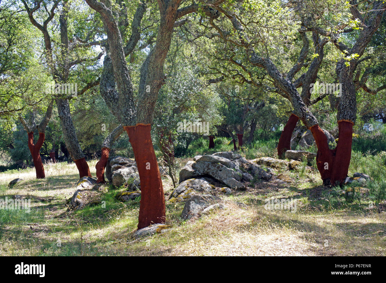 Cork oaks barking in Sardinia countryside Stock Photo - Alamy