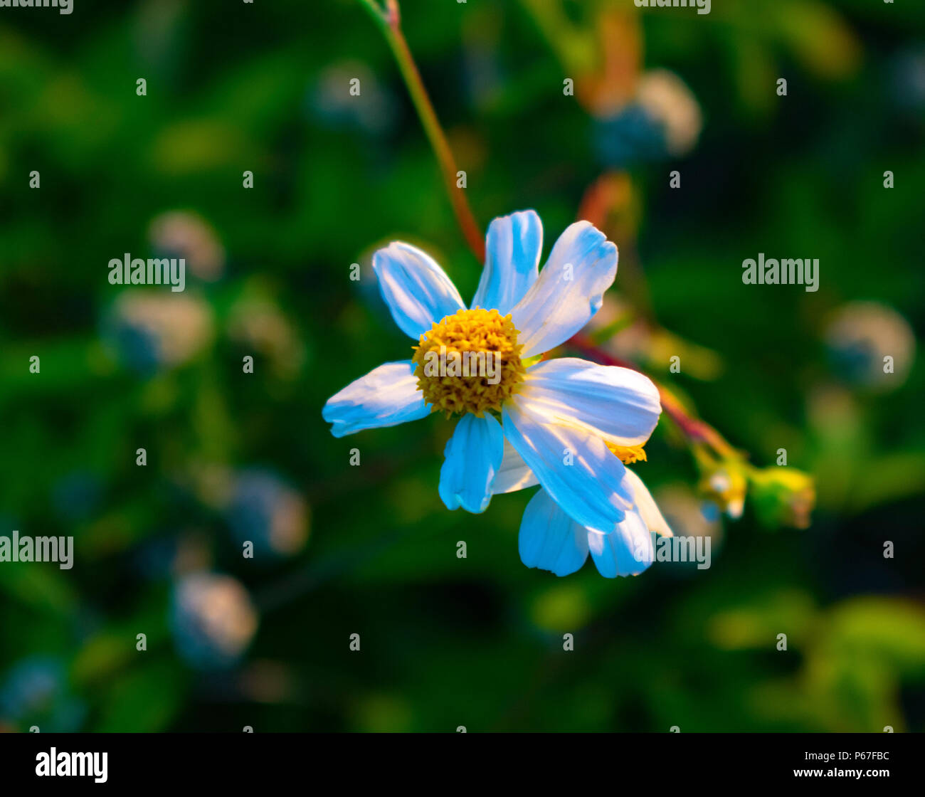 Florida Honey Bee High Resolution Stock Photography and Images - Alamy