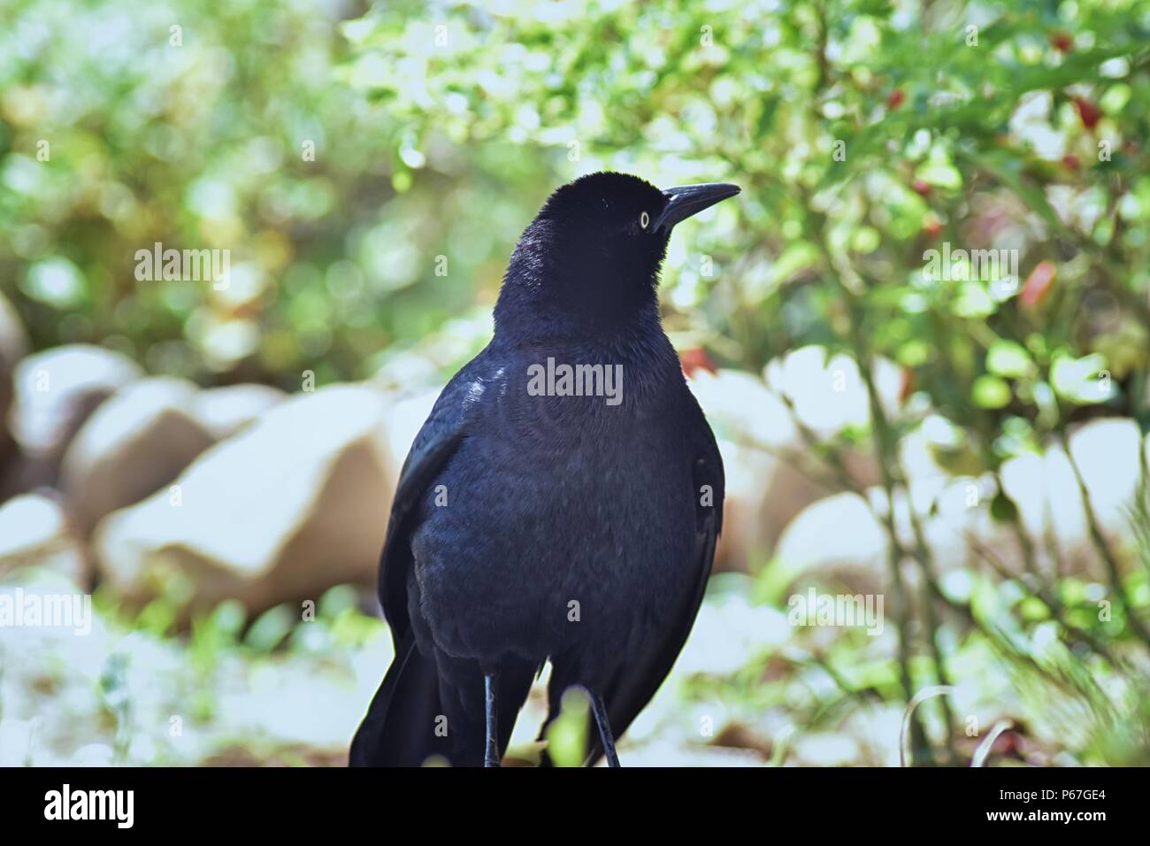 Great-tailed Grackle bird close up in Puerto Vallarta Mexico Stock ...
