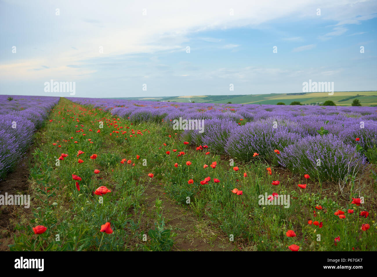 lavender field with poppy flowers, beautiful summer landscape Stock ...