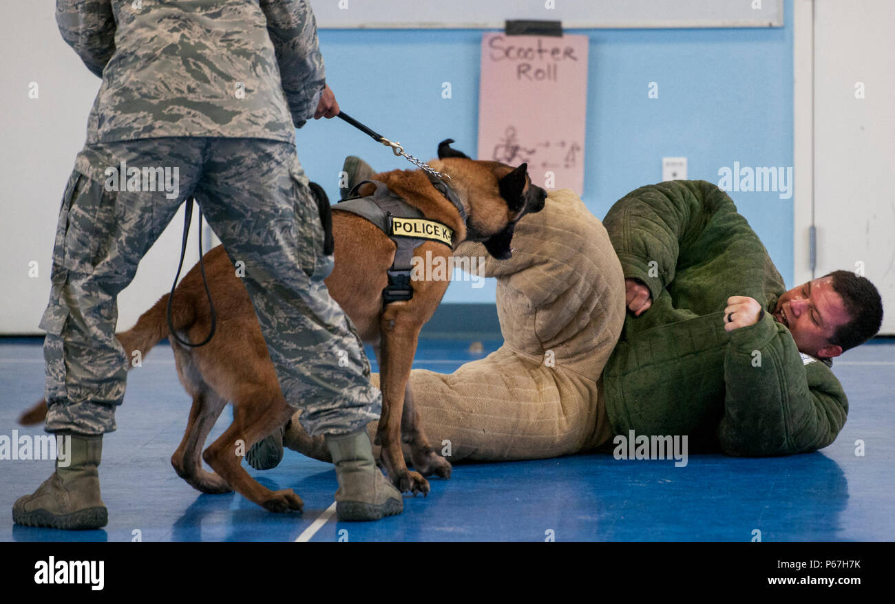 Arko, a 96th Security Forces Squadron military working dog, attacks the ...